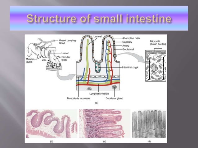 Presentation of large intestine by Aqib Javed | PPTX | Digestive ...