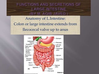 Presentation of large intestine by Aqib Javed | PPTX