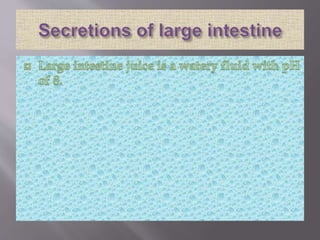 Presentation of large intestine by Aqib Javed | PPTX