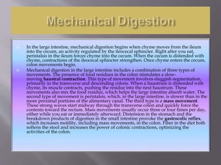 Presentation of large intestine by Aqib Javed | PPTX | Digestive ...