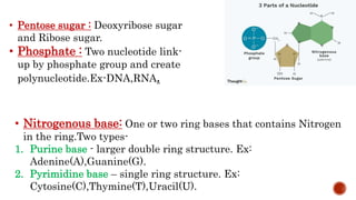 Nucleotide Metabolism | PPTX