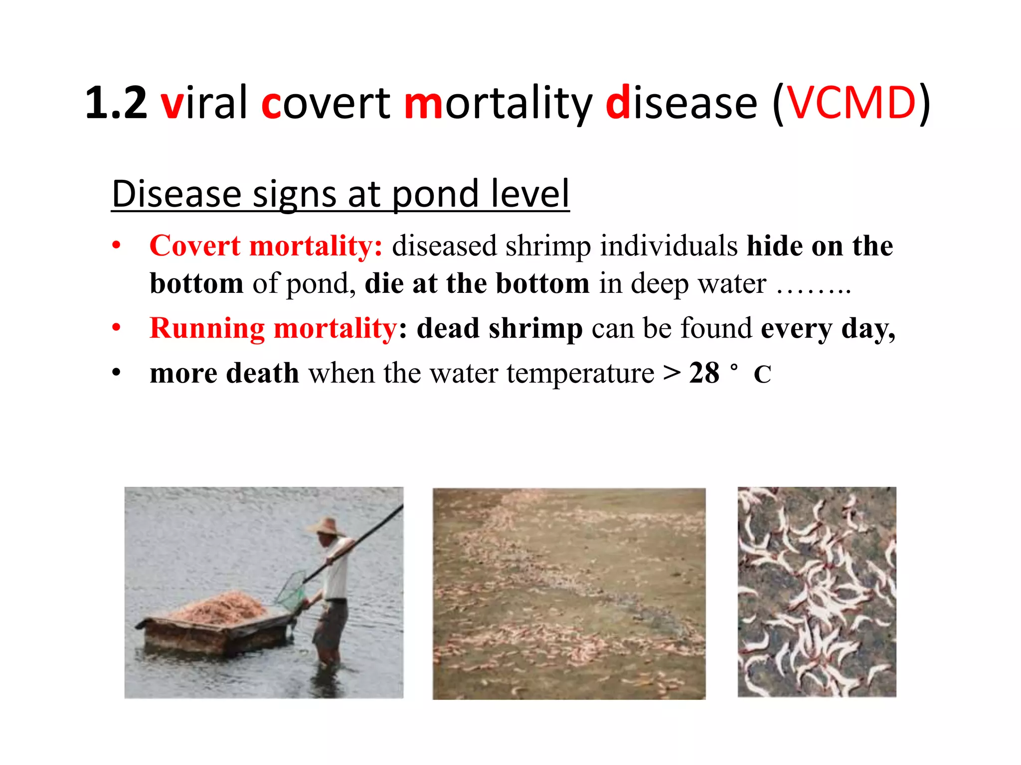 Evidences for cross-species infection in fish of covert mortality ...