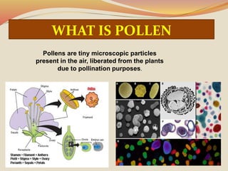 Pollen allergy | PPTX