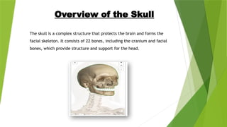 Presentation Of Anatomical Structure - Samridhi Das.pptx
