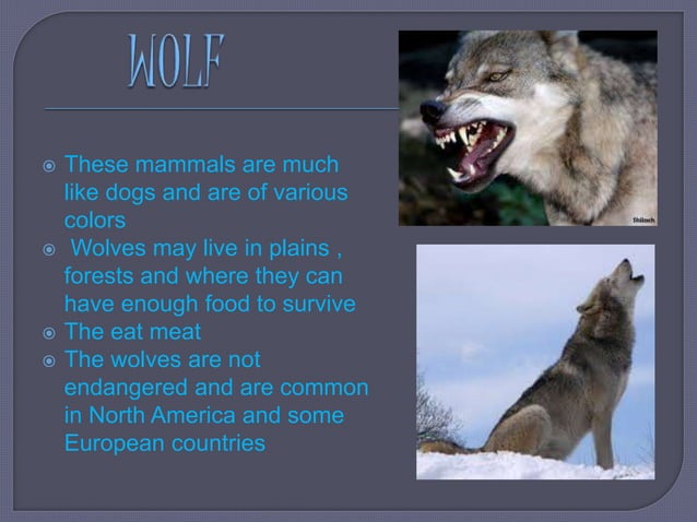 Presentation of animals | PPT