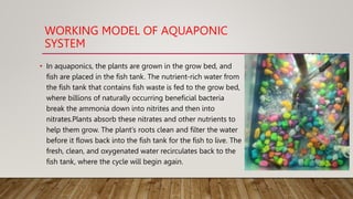 presentation of aquaponic system.baj.pptx