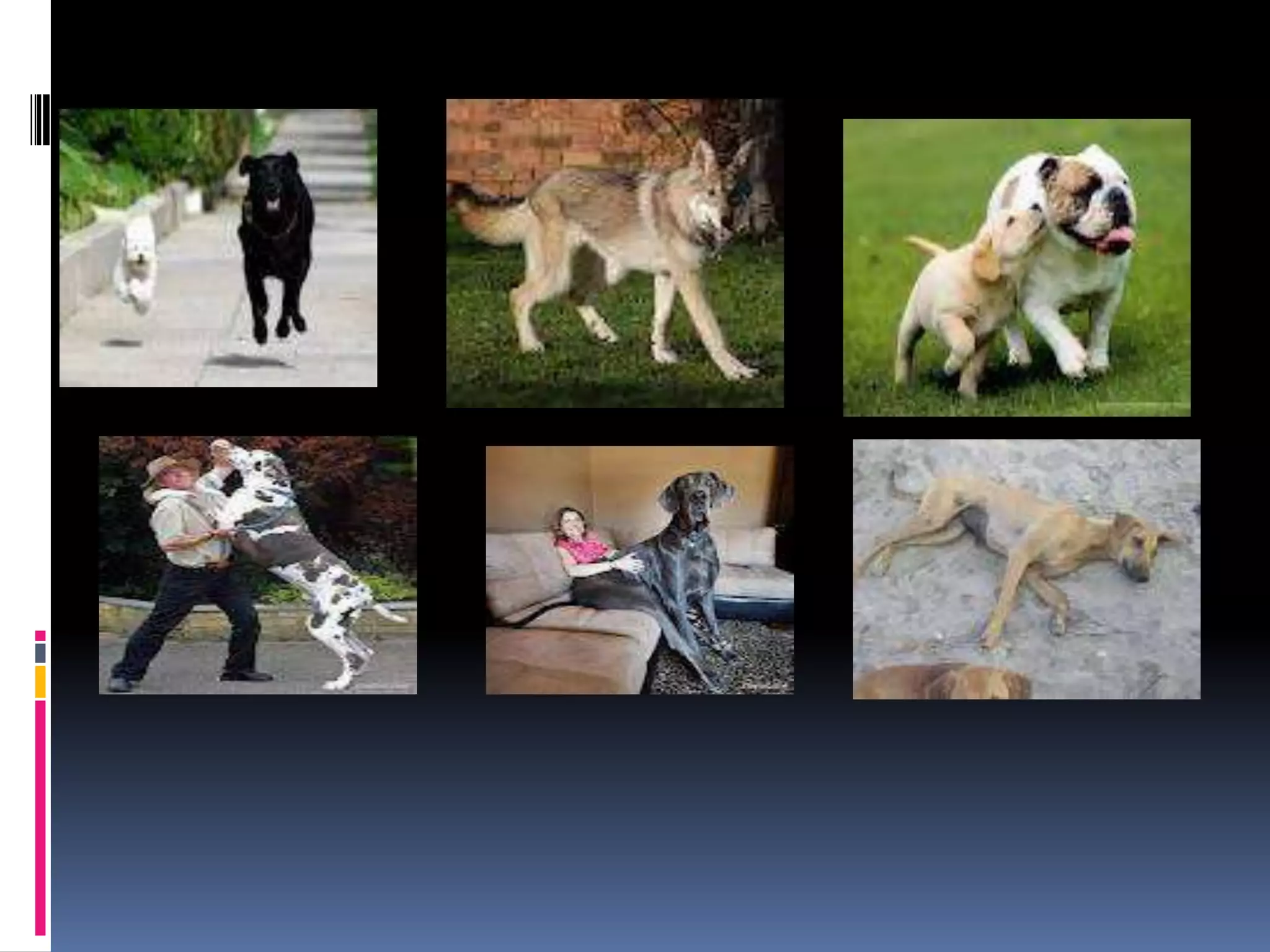 Presentation of ayush | PPTX