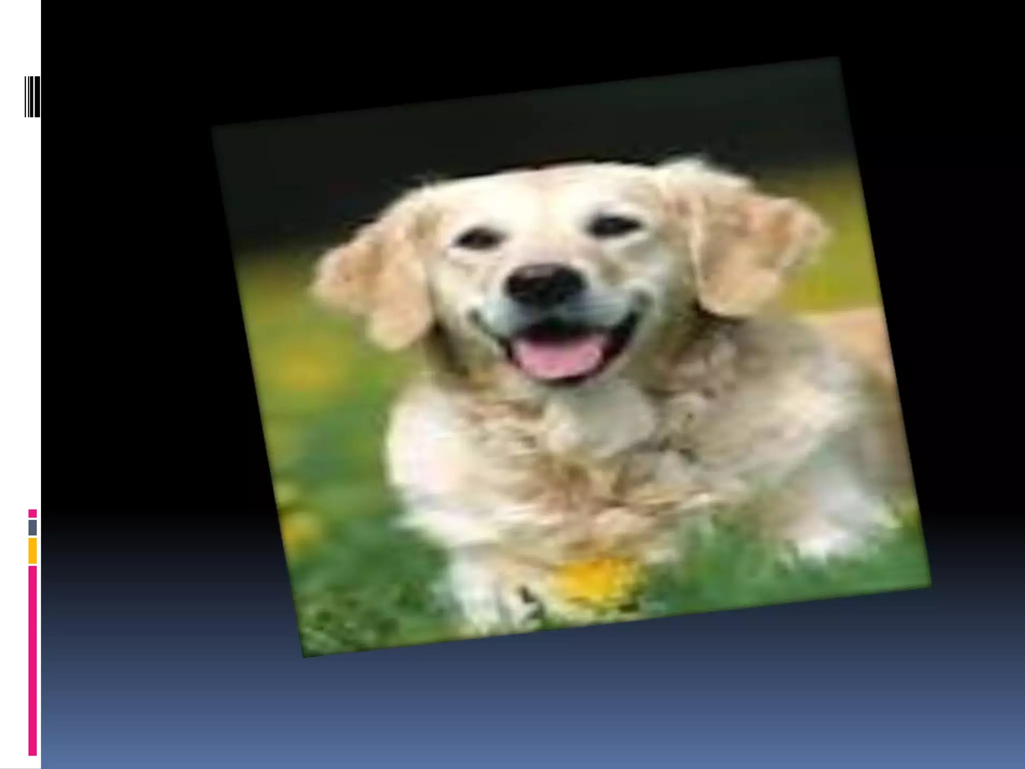 Presentation of ayush | PPTX