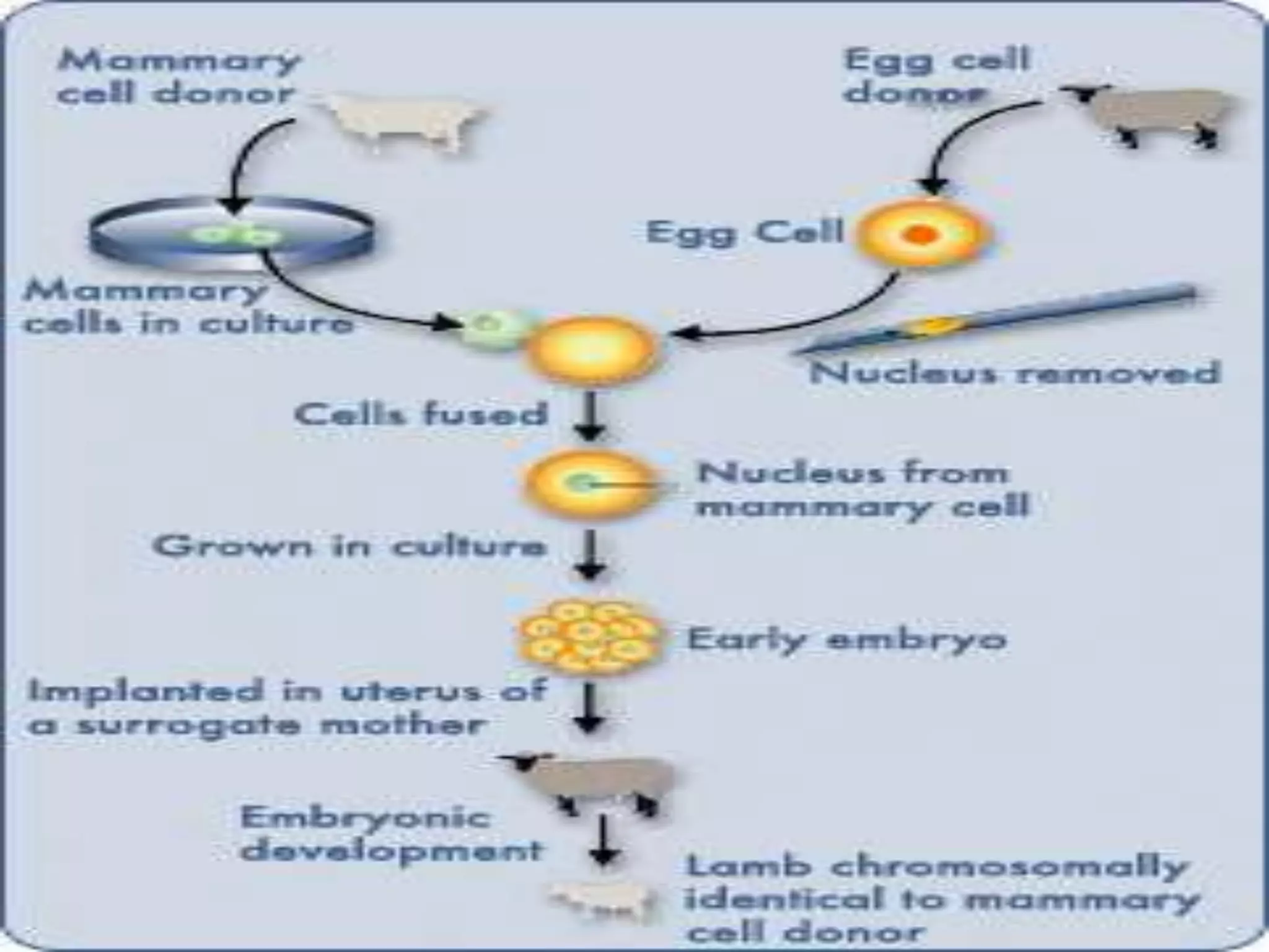 MAMMALIAN CLONING | PPTX