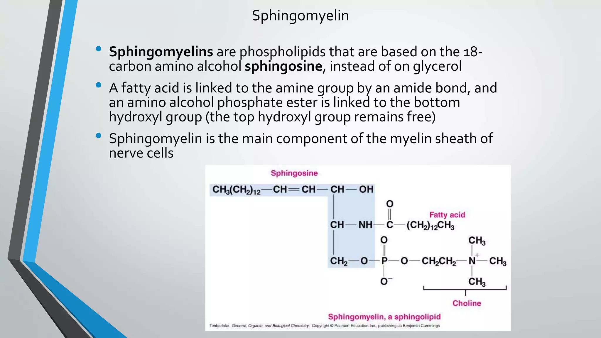 PHOSPHOLIPIDS, GLYCEROPHOSPHOLIPIDS, SPHINGOMYELIN AND GLYCOLIPIDS | PPTX