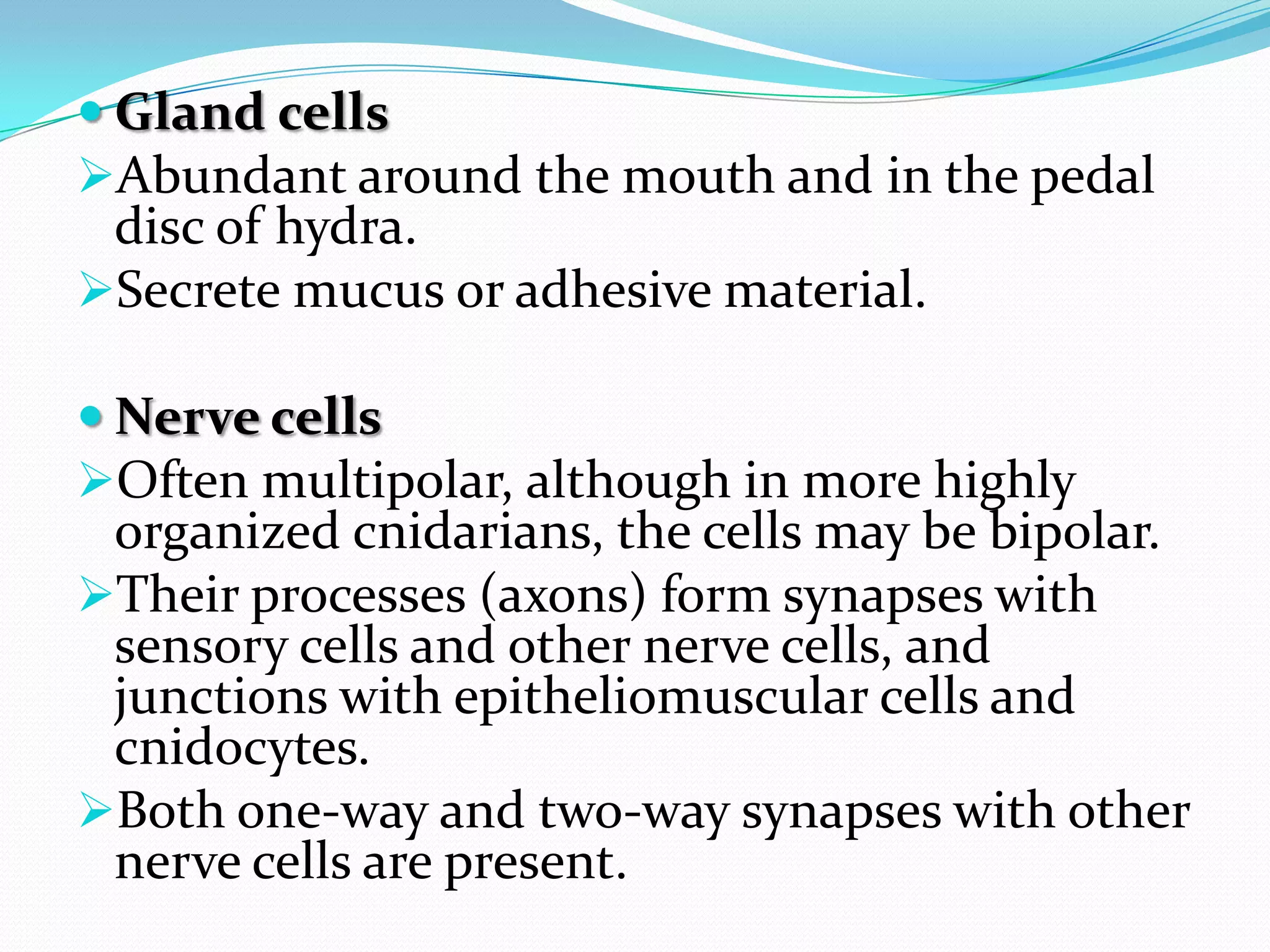 Body Wall of Cnidarians | PPTX