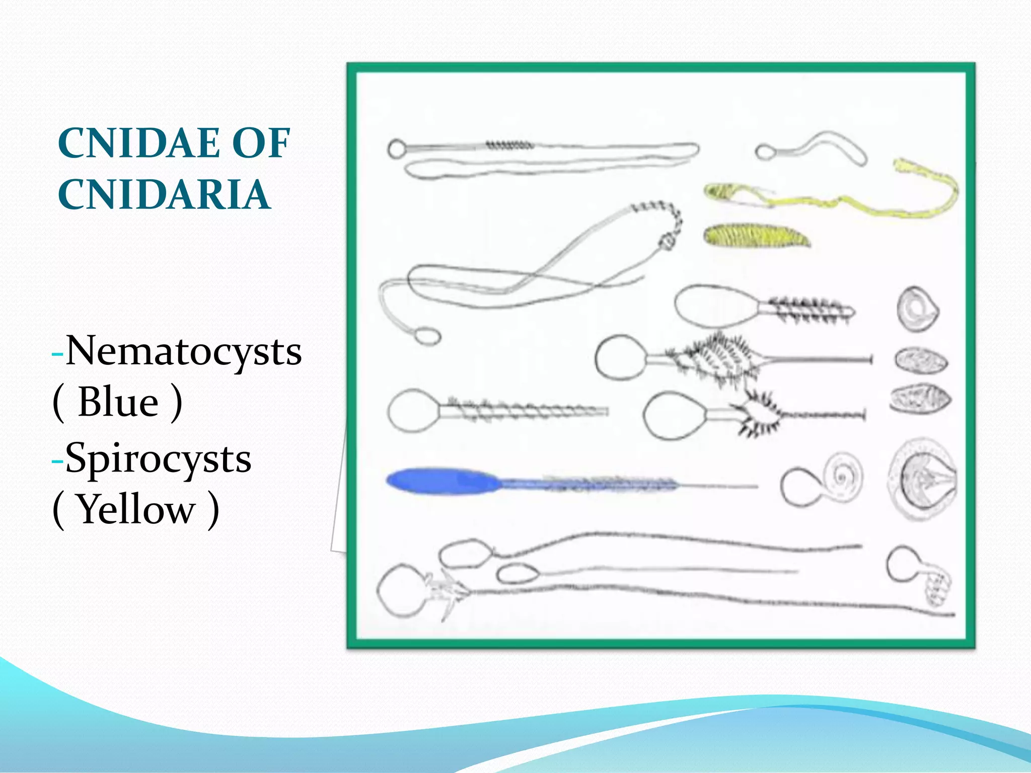 Body Wall of Cnidarians | PPTX