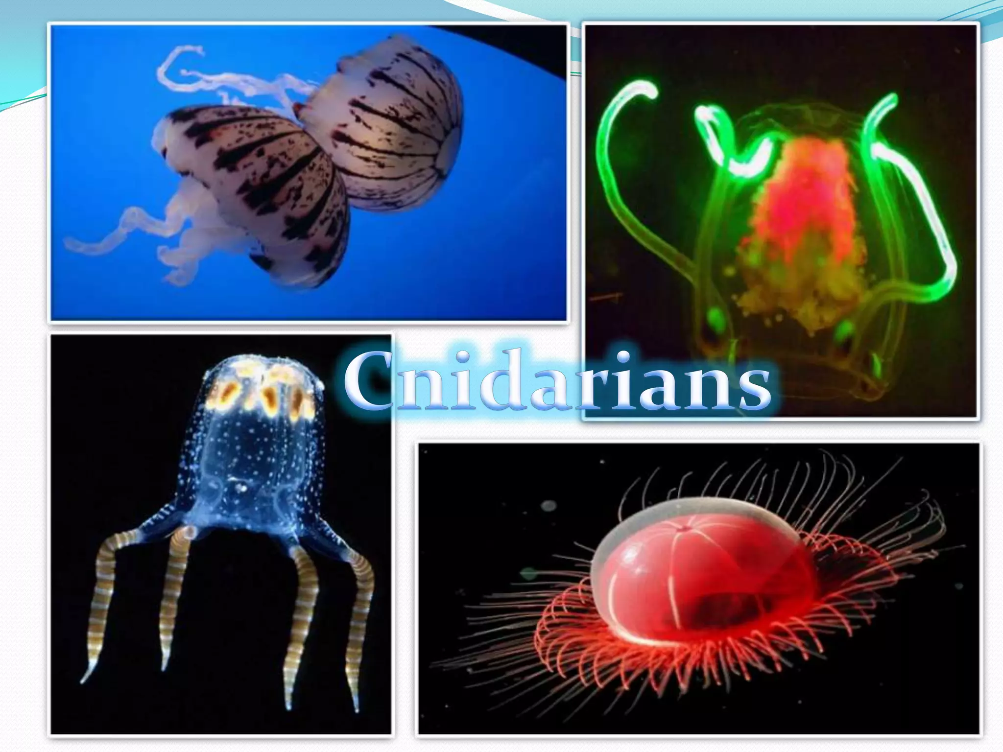 Body Wall of Cnidarians | PPTX