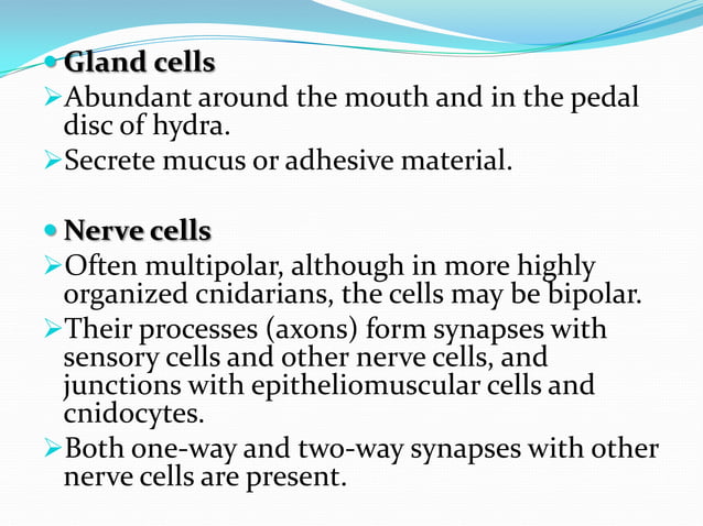 Body Wall of Cnidarians | PPTX