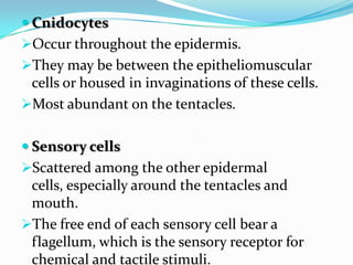 Body Wall of Cnidarians | PPTX