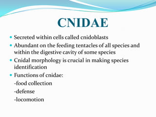 Body Wall of Cnidarians | PPTX