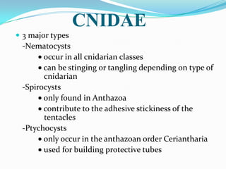 Body Wall of Cnidarians | PPTX