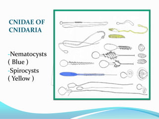 Body Wall of Cnidarians | PPTX
