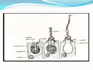 Body Wall of Cnidarians | PPTX