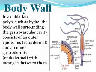 Body Wall of Cnidarians | PPTX