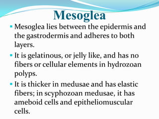 Body Wall of Cnidarians | PPTX