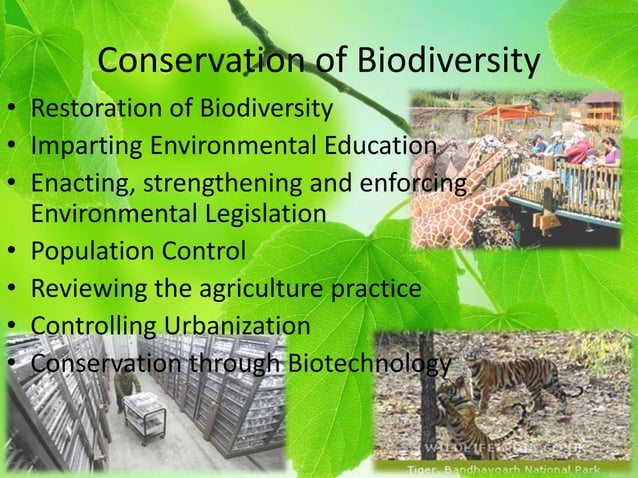 Presentation of biodiversity | PPTX | Biological Sciences | Science