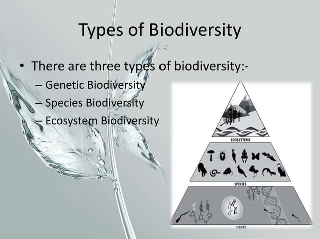 Presentation of biodiversity | PPTX | Biological Sciences | Science