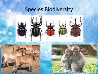 Presentation of biodiversity | PPTX
