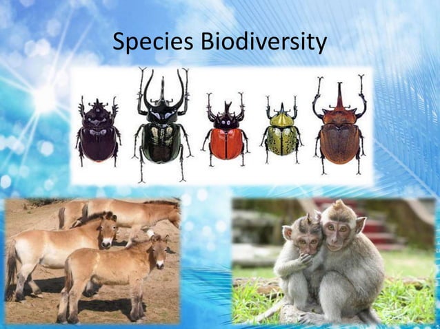 Presentation of biodiversity | PPTX | Biological Sciences | Science