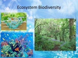 Presentation of biodiversity | PPTX