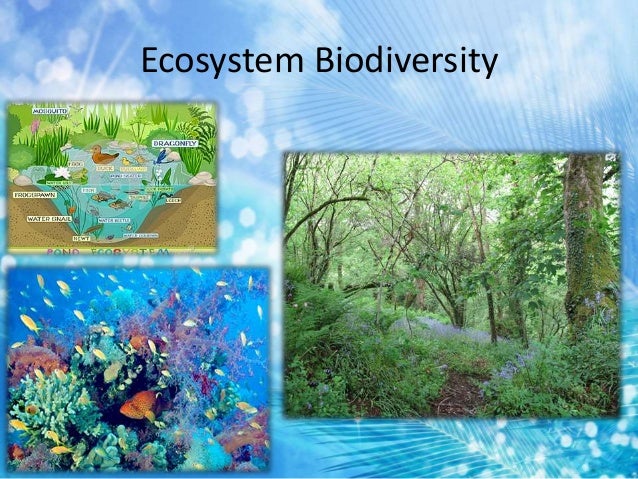 Presentation of biodiversity