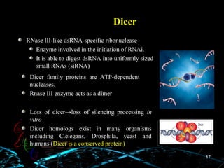 miRNA & siRNA | PPT