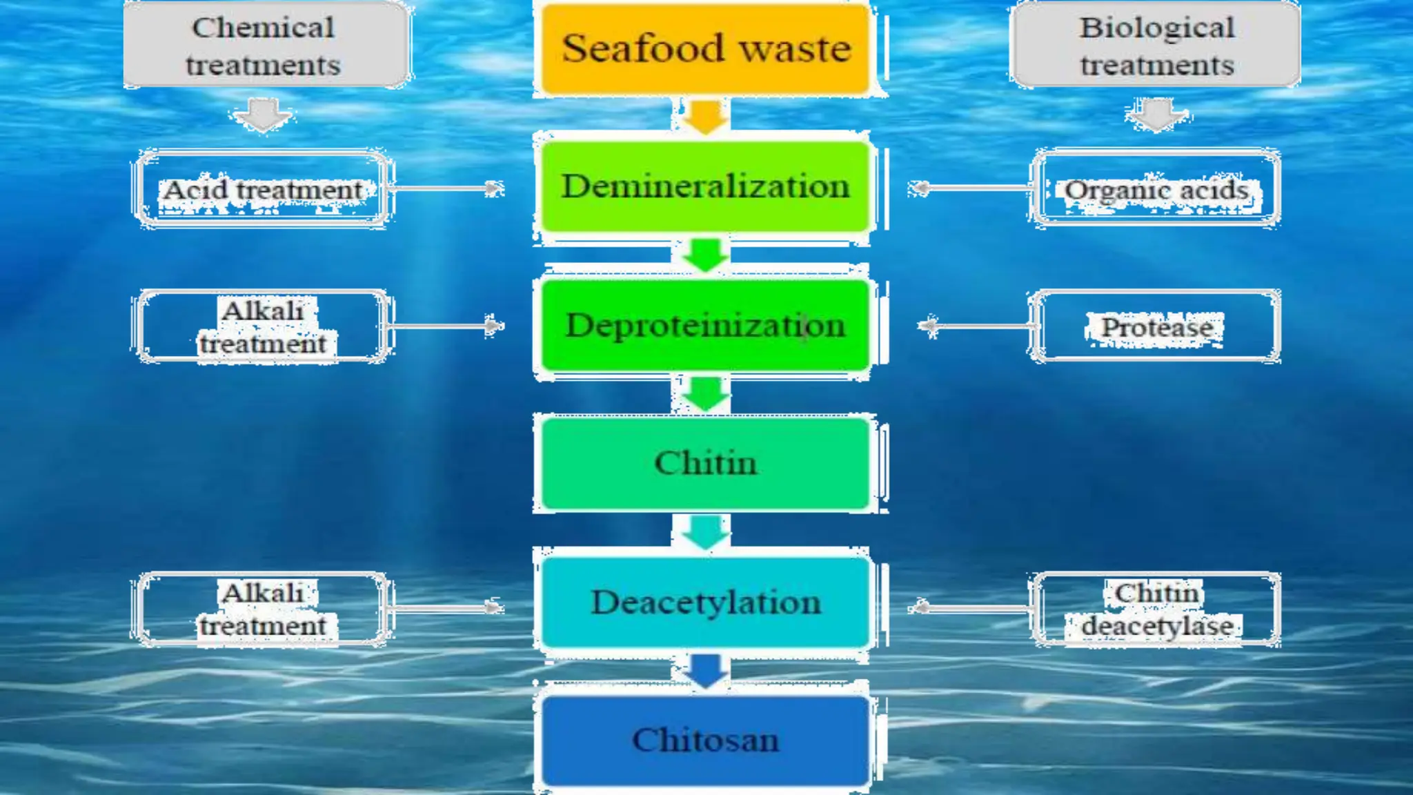 presentation of chitin : extraction et application .pptx