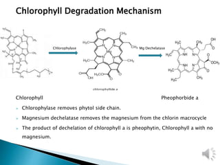 Fate of chlorophyll degradation | PPTX