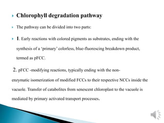 Fate of chlorophyll degradation | PPTX