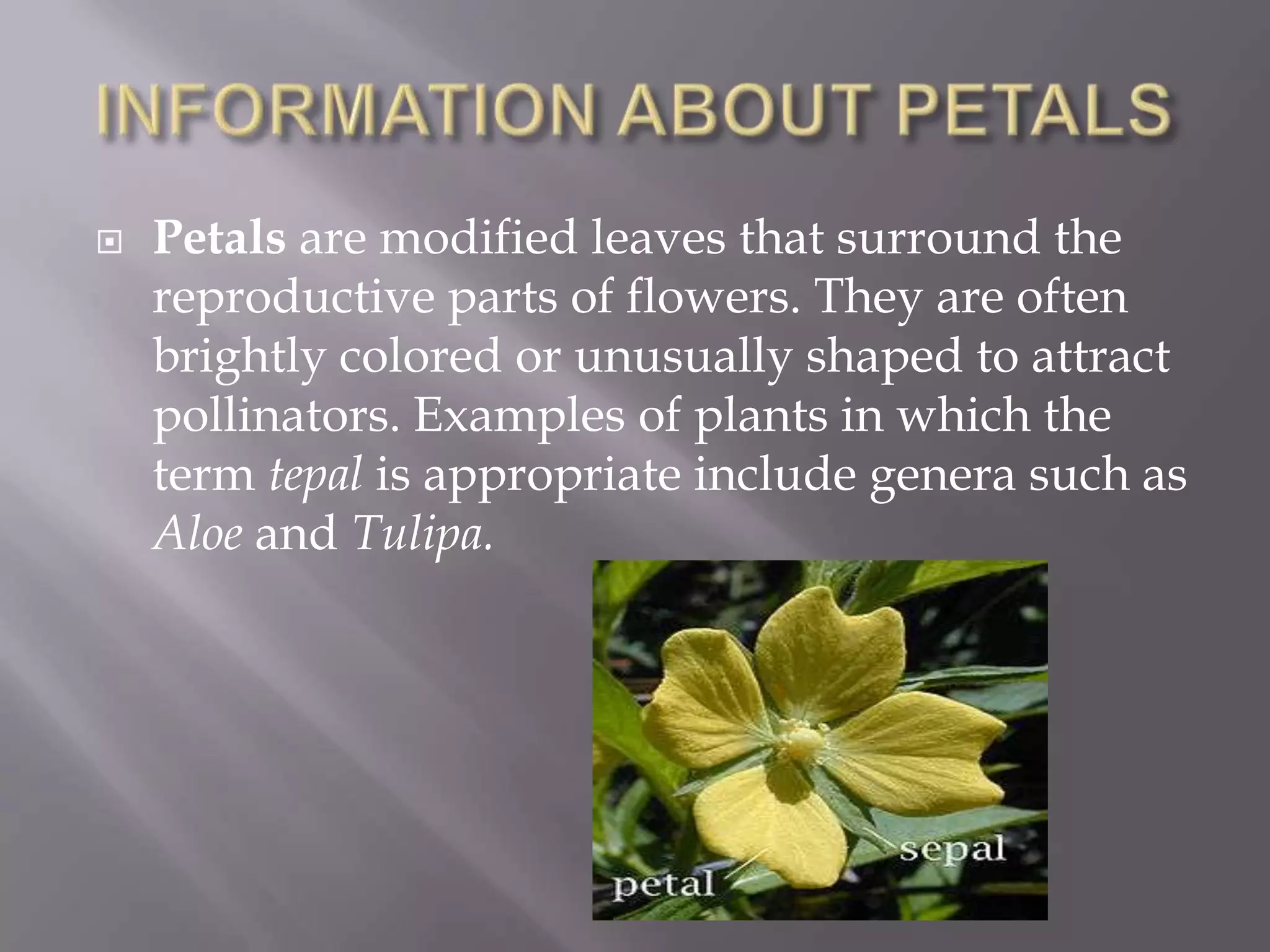 Presentation of class 4 on flower | PPTX