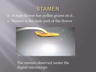 Presentation of class 4 on flower | PPTX