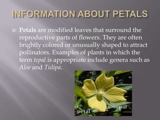 Presentation of class 4 on flower | PPTX