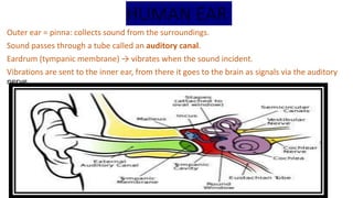 Presentation of class 8 ch sound | PPTX