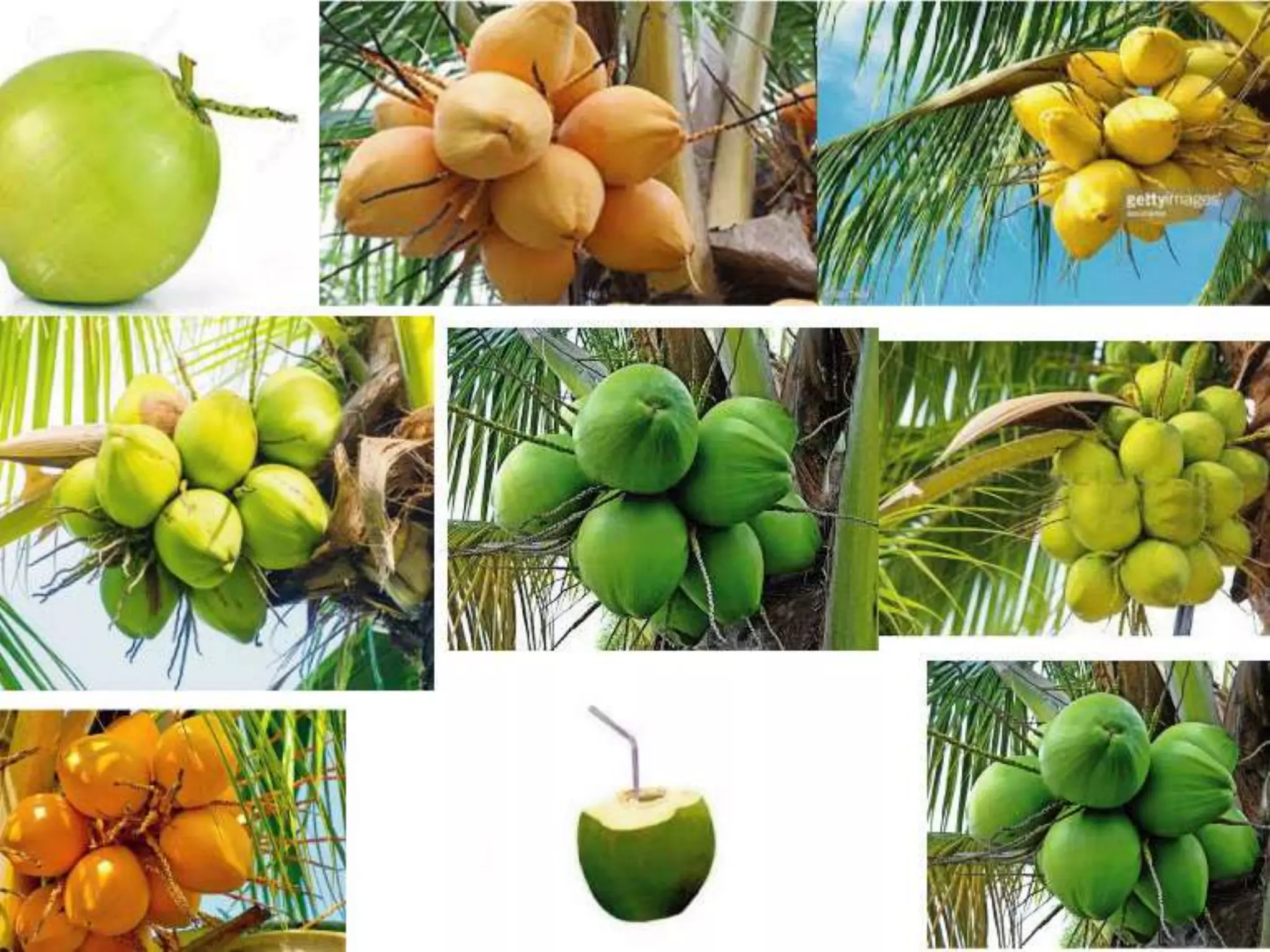 Marketing Mix Strategy of Coconut Water | PPTX