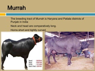 Characteristics of exotic and cross-bred dairy animals | PPTX