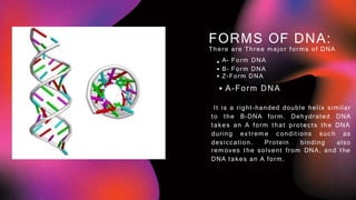 Presentation of DNA & Its Relpication.pptx