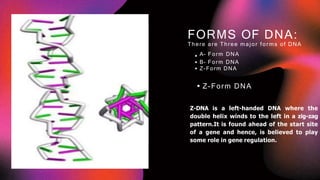 Presentation of DNA & Its Relpication.pptx