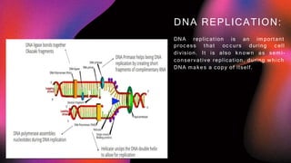 Presentation of DNA & Its Relpication.pptx