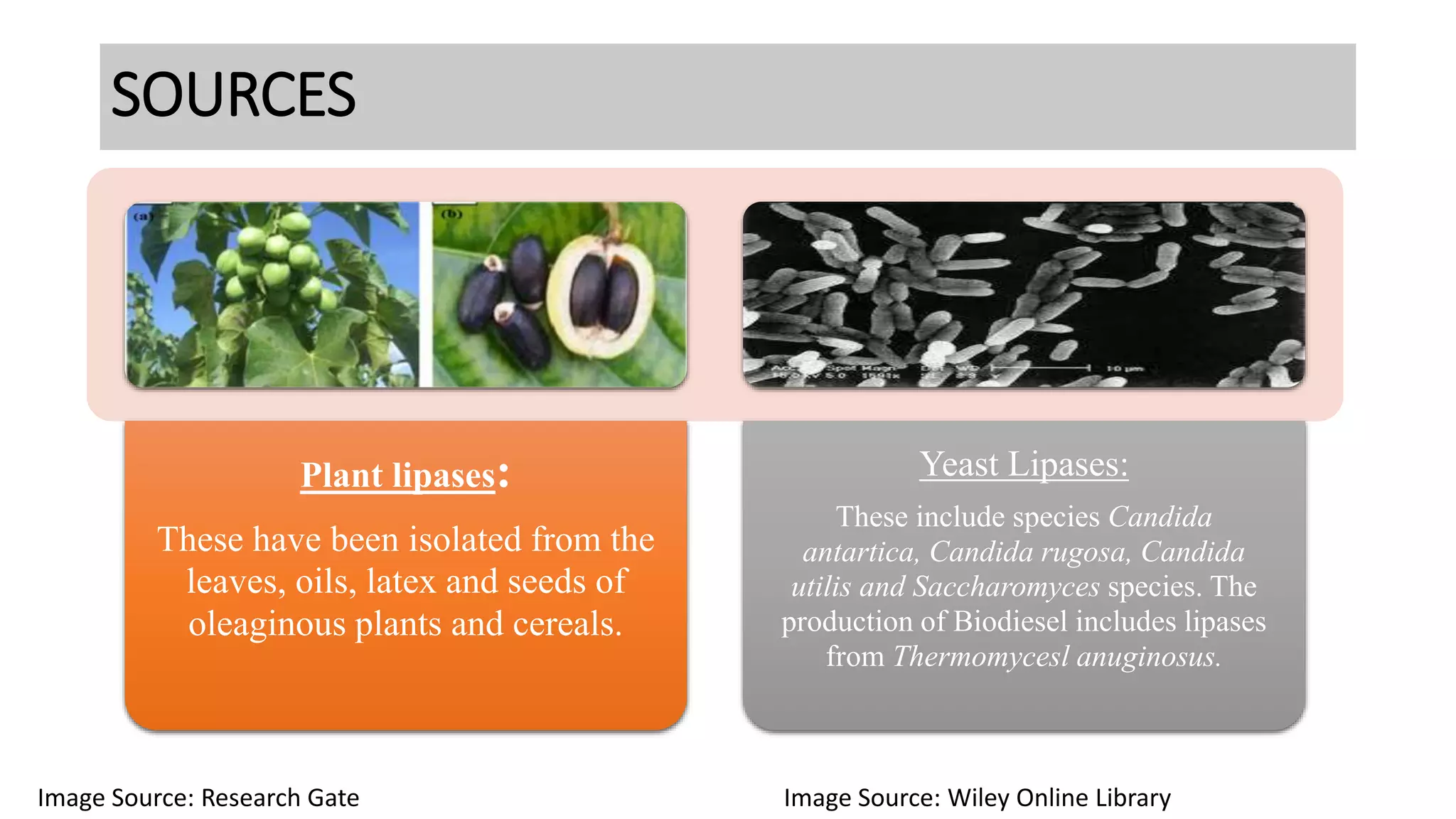 Presentation of Enzyme- lipase.pptx