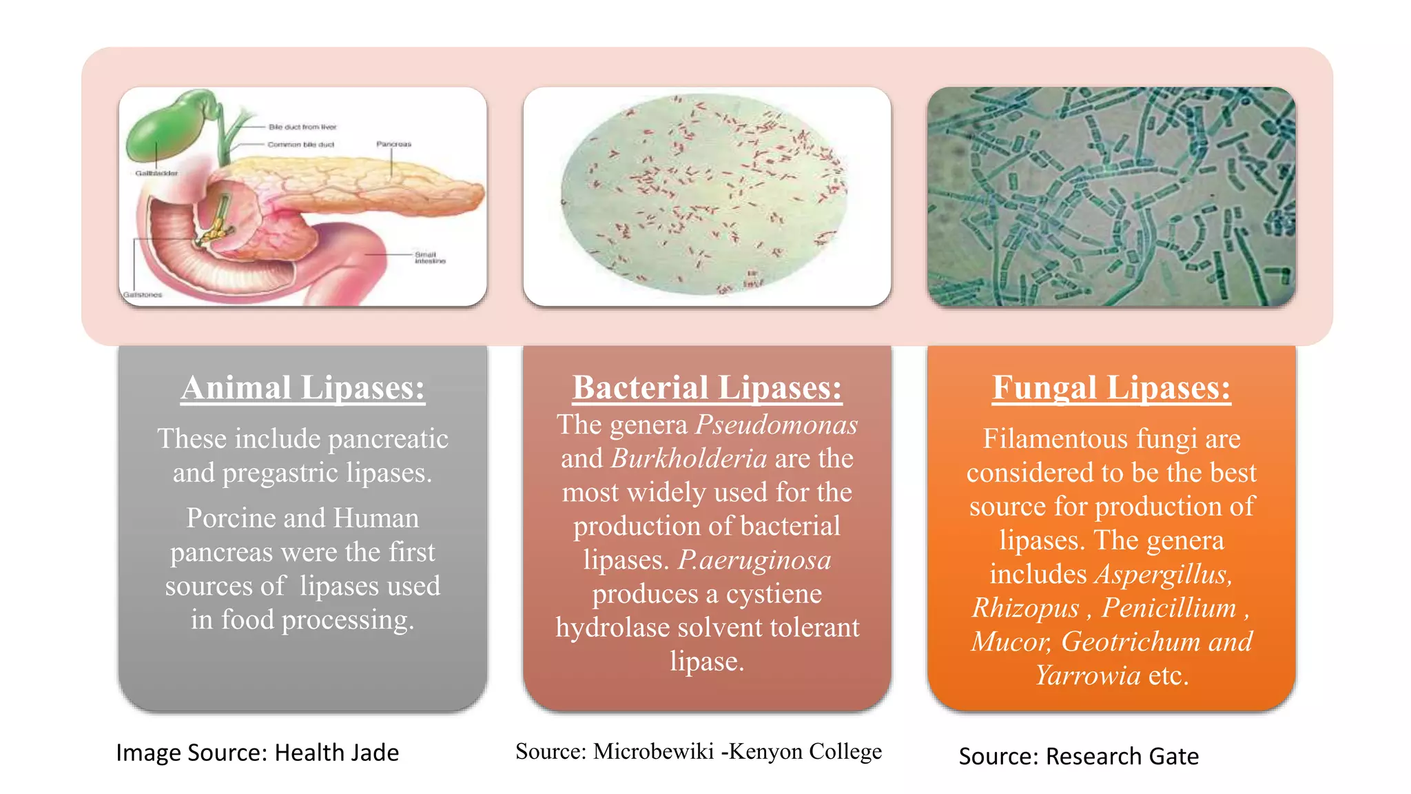 Presentation of Enzyme- lipase.pptx