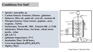 Presentation of Enzyme- lipase.pptx
