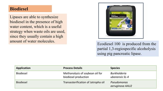 Presentation of Enzyme- lipase.pptx | Chemistry | Science