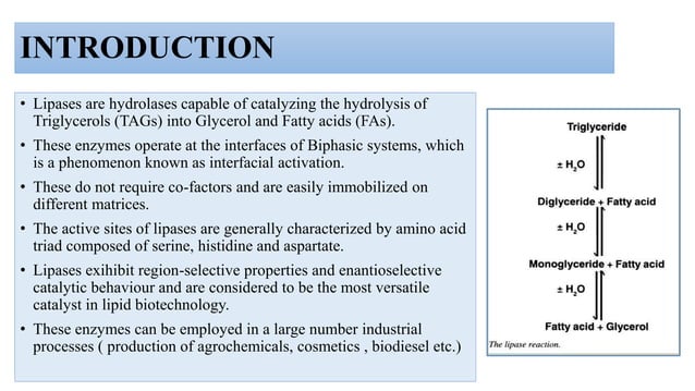 Presentation of Enzyme- lipase.pptx | Chemistry | Science
