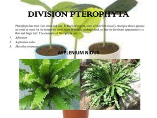 Presentation of Kingdom Plantae | PPTX